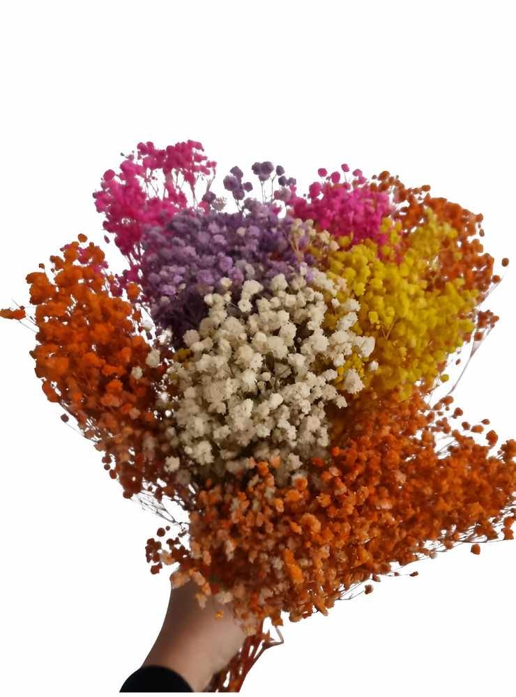 Gypsofilia seca – MVH Flowers